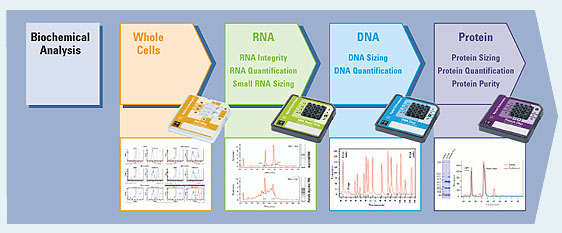 Agilent BioAnalyzer 2100 – UCLA-DOE & Biochemistry Shared ...